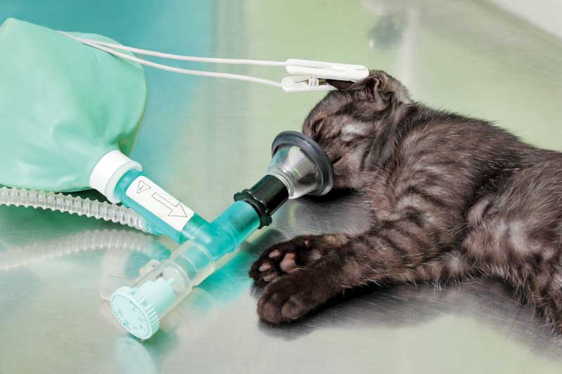 Taking The Fear Out Of Anesthesia Veterinary Practice News