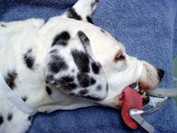 10 Ways To Avoid Anesthesia Trouble - Veterinary Practice News