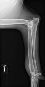 A Guide To Managing Osteosarcoma Patients - Veterinary Practice News Canada