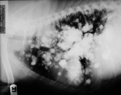 A Guide To Managing Osteosarcoma Patients - Veterinary Practice News