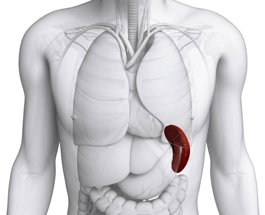 Do you own a spleen? – Veterinary Practice News