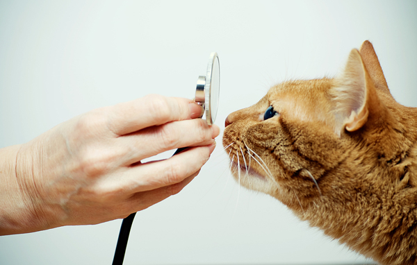 AAFP Cat Friendly Practice endorsements promote program – Veterinary ...