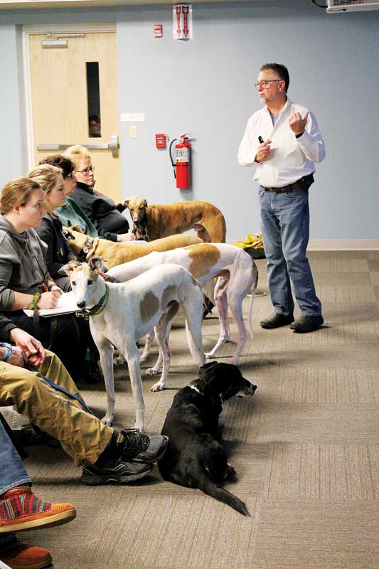 Raising greyhound health awareness – Veterinary Practice News