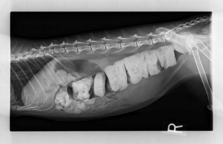 Megacolon can be curable when handled the right way – Veterinary ...