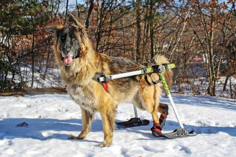 Assistive devices give pets with disabilities a new “leash” on life