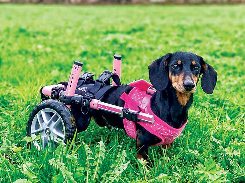 Assistive devices give pets with disabilities a new “leash” on life ...