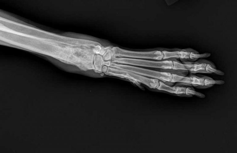 Osteosarcoma: Beyond amputation and euthanasia