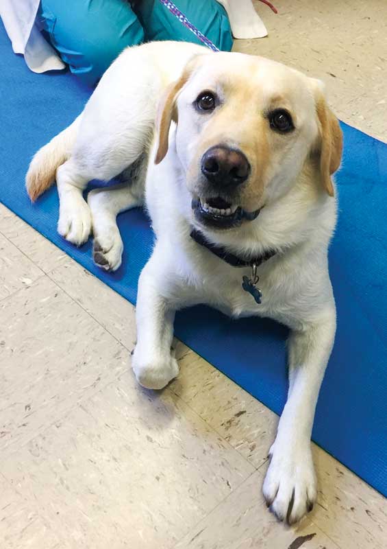 Managing canine osteoarthritis in all stages and ages - Veterinary ... Managing canine osteoarthritis in all stages and ages - Veterinary ...