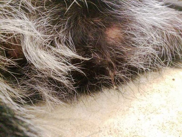 A clinical approach to bacteriuria in dogs and cats