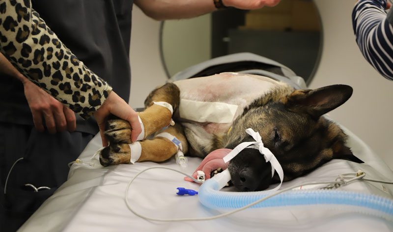 Spinal surgery saves life of Washington K9 officer - Veterinary ... Spinal surgery saves life of Washington K9 officer - Veterinary ...