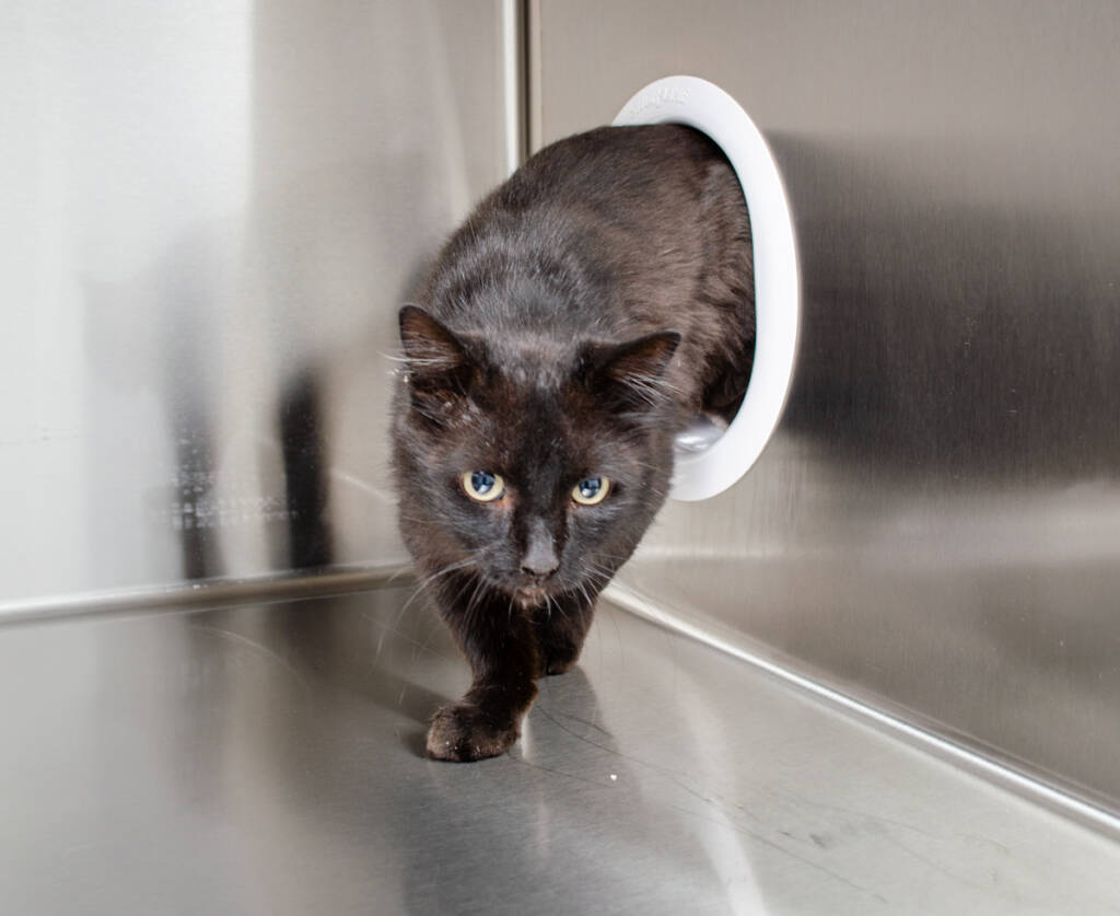 Give Thanks for Vet Techs