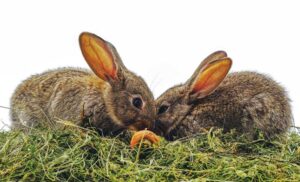 Treating dental disease in rabbits