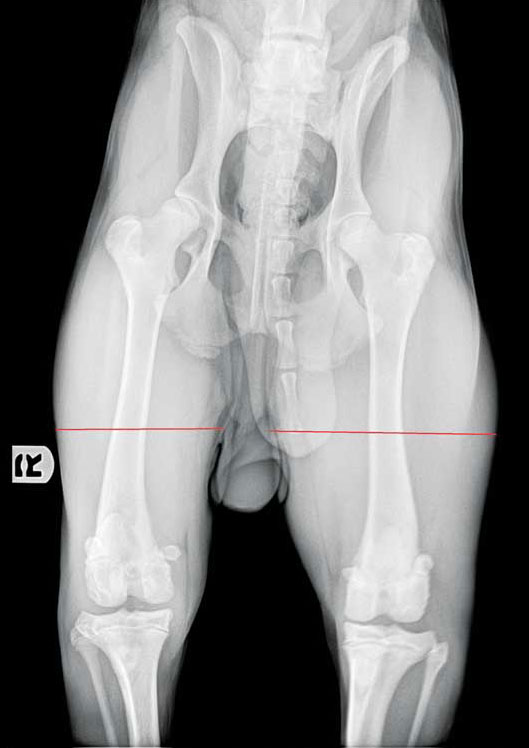 How to diagnose ACL tears on X-rays - Veterinary Practice News How to diagnose ACL tears on X-rays - Veterinary Practice News