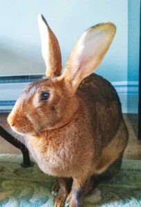 Treating dental disease in rabbits