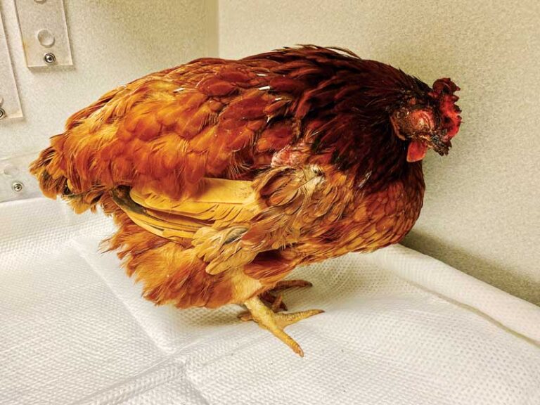 The latest updates on avian analgesia