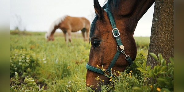 Veterinary Practice News