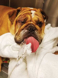 The ABCs of emergency veterinary triage