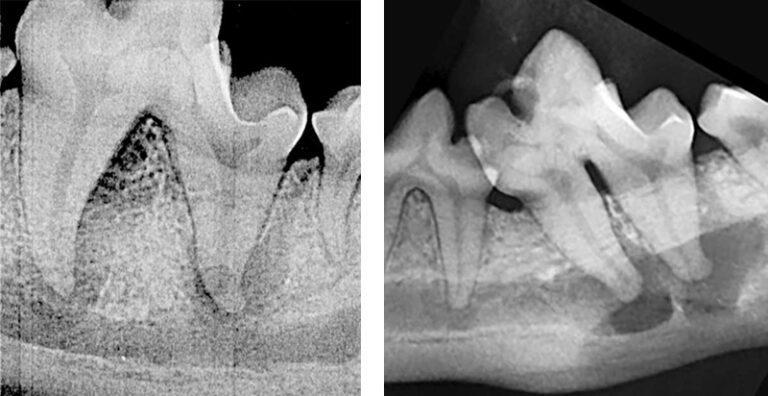 Notable developmental defects of the mandibular first molar in dogs