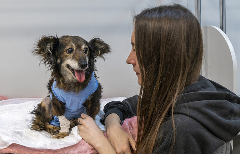 Combo injection for canine sedation, pain relief OKed by FDA