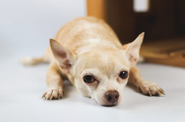 QOL assessment offers multi-faceted look at canine health – Veterinary ...