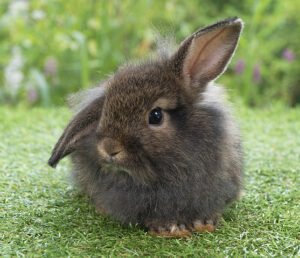 Deadly rabbit disease might soon have treatment – Veterinary Practice News