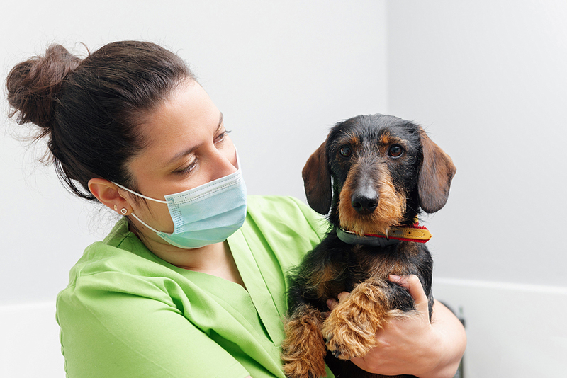 National initiatives celebrate essential role of RVTs - Veterinary ...