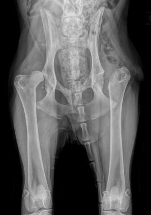 Early detection key in hip dysplasia cases – Veterinary Practice News