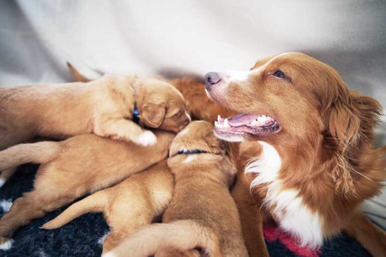 Dog reproductive emergencies identified – Veterinary Practice News