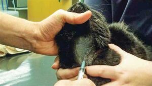 Glucose monitoring options in dogs and cats