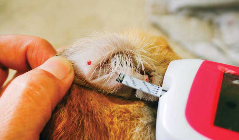 Glucose monitoring options in dogs and cats – Veterinary Practice News