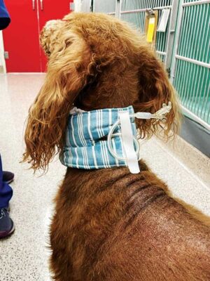 Assisted feeding methods and benefits of nutritional support ...