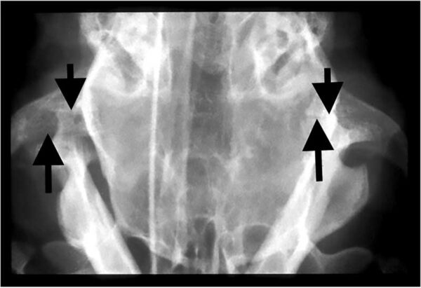 Do you know the pencil trick? – Veterinary Practice News