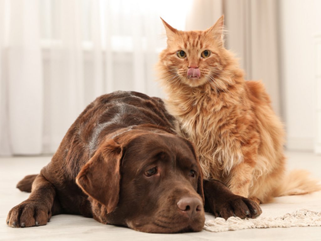 The Fine Art And Pitfalls Of Enucleation - Veterinary Practice News