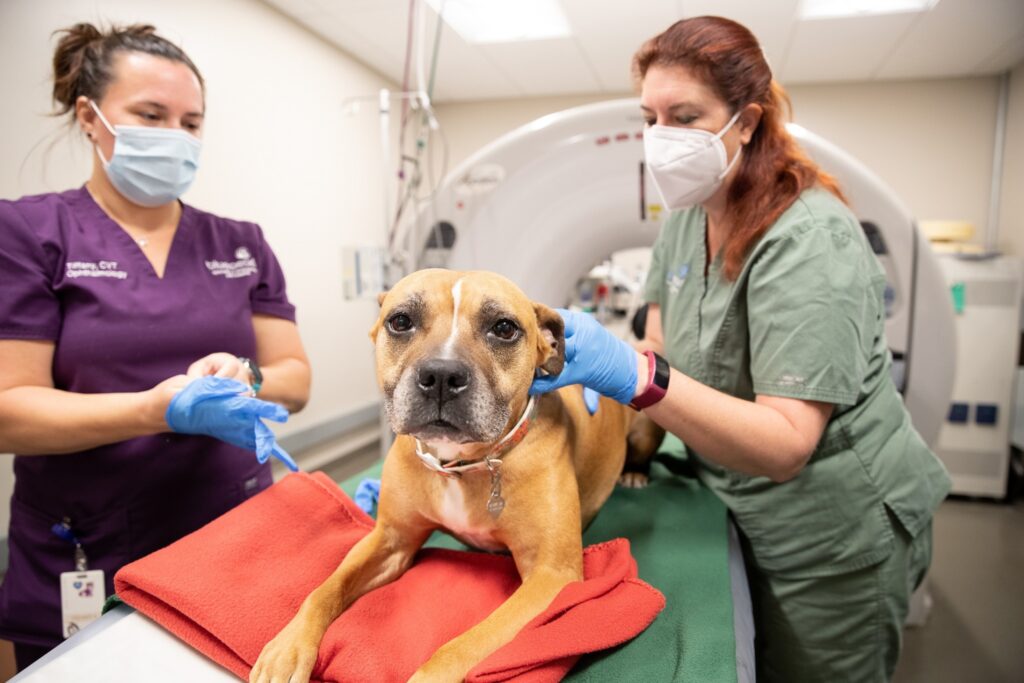Pet blood bank calls for donations to aid emergency and specialty veterinary care - Veterinary ...