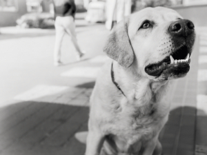 What You Need to Know About Rabies in Horses - Veterinary Practice News