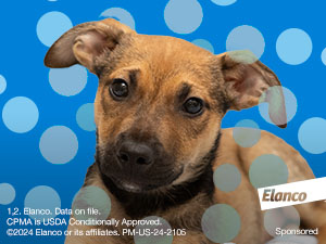 10 Tips to Manage Recumbent Veterinary Patients - Veterinary Practice News