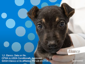 How kennel design can help boost clinic revenue - Veterinary Practice News