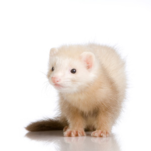 Trauma And Disease Threaten Ferret Eyes And Lives - Veterinary Practice ...