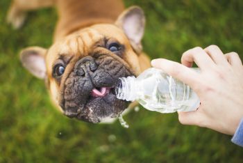 Practical Tips To Improve Fluid Therapy Protocols - Veterinary Practice ...