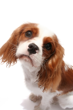 The Joy Of Spaniel Puppies - Veterinary Practice News