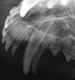 The Problematic Deciduous Canine Tooth - Veterinary Practice News