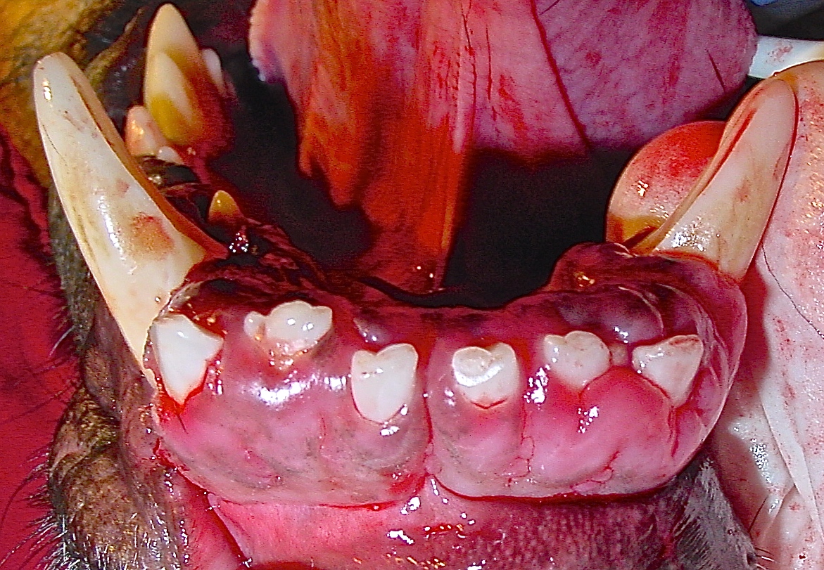Gingival Hyperplasia In Dogs