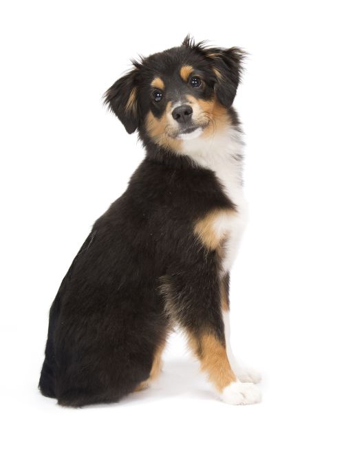 The Dog-Spay Disconnect: It’s Time To Rethink This Formidably ‘Simple ...