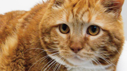 How Techs Talk To Clients About Slimming Their Hefty Pets Down ...