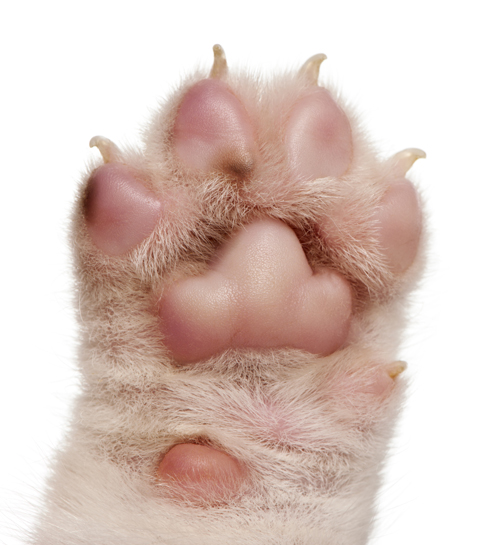 Three Techniques to Treat Toe Fractures - Veterinary Practice News