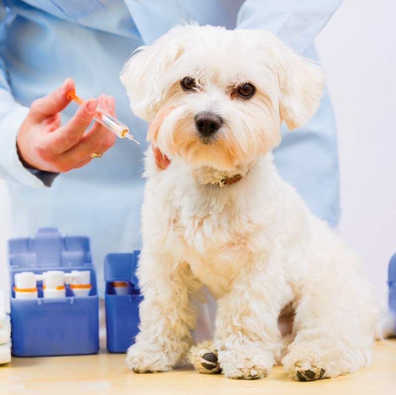 Find Out Why Once Every Three Years is the Trend in Vaccinations ...