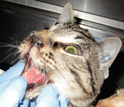 FCV Adapts, Evolves Into New Strains - Veterinary Practice News