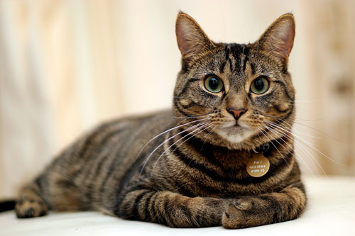 How To Cater To Cats - Veterinary Practice News