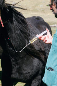IV Anesthesia Often Associated With Improved Outcome - Veterinary ...