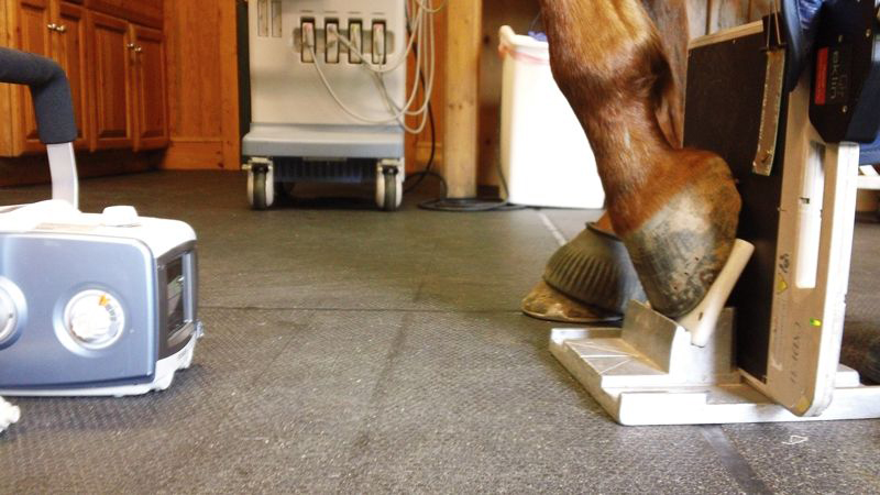 Tips for Better Equine Radiographs - Veterinary Practice News